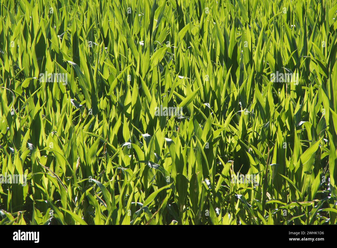 Zea mays, Mais, maize Stock Photo - Alamy