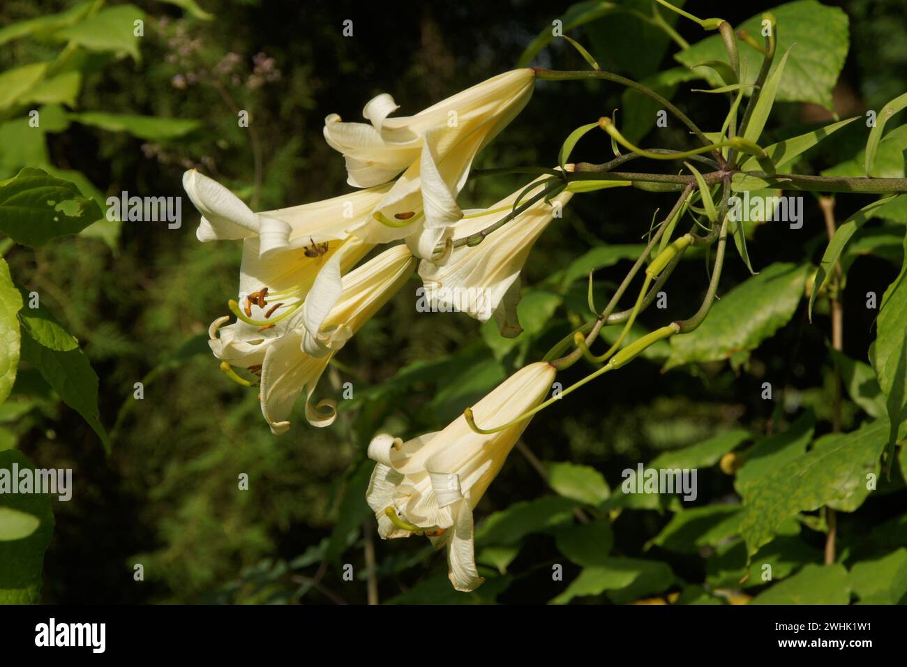 Lilium sulphureum hi-res stock photography and images - Alamy