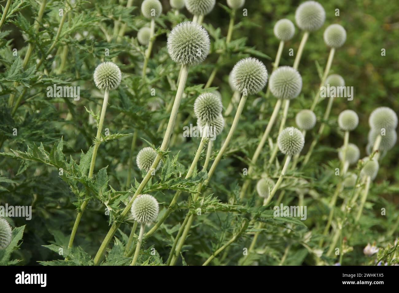 Echinops sphaerocephalus, glandular globe-thistle Stock Photo - Alamy