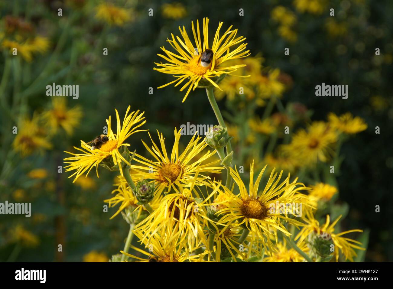 Bumblebee bee helenium flower hi-res stock photography and images - Alamy