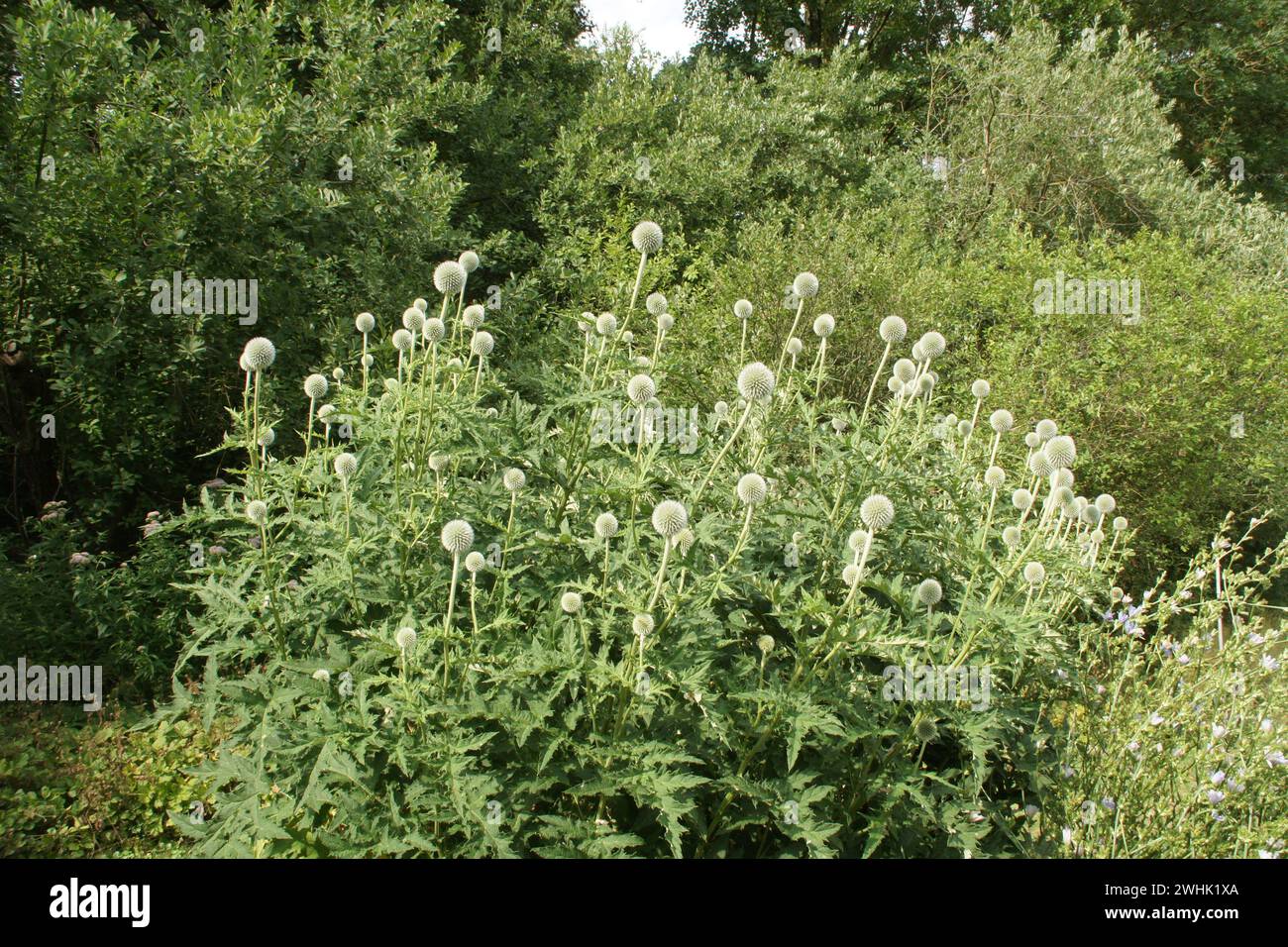 Echinops sphaerocephalus, glandular globe-thistle Stock Photo - Alamy