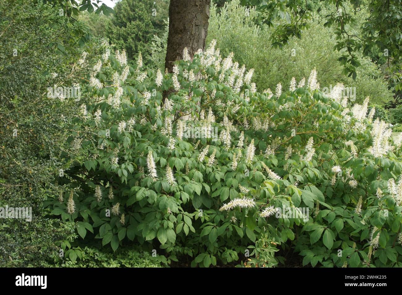 Parviflora fruits hi-res stock photography and images - Alamy