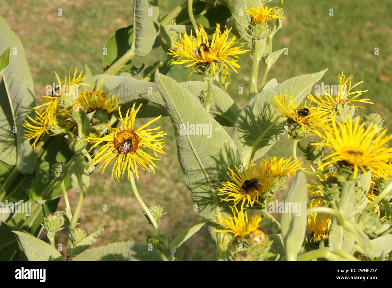 Bumblebee bee helenium flower hi-res stock photography and images - Alamy
