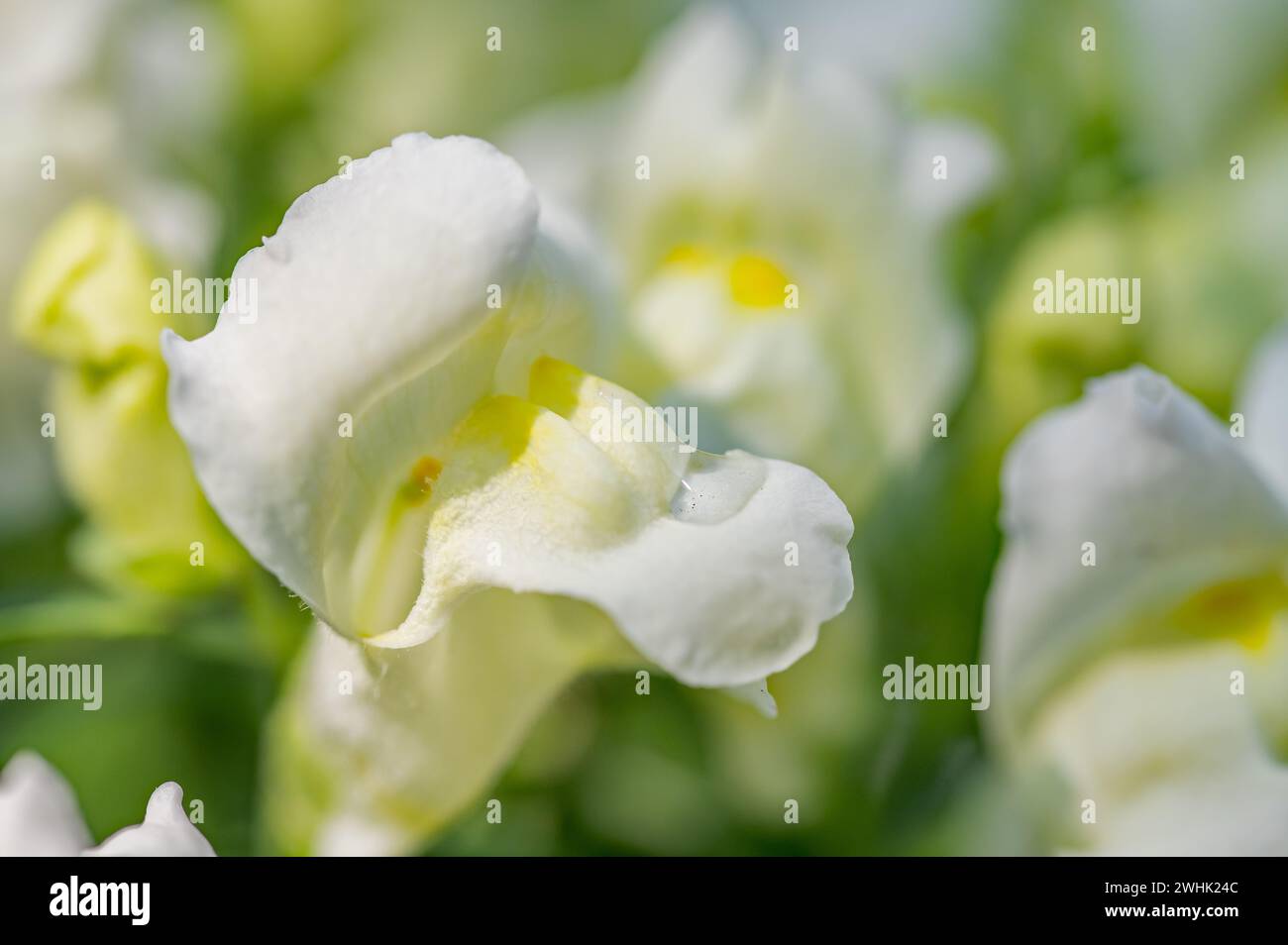 The snapdragon family hi-res stock photography and images - Alamy