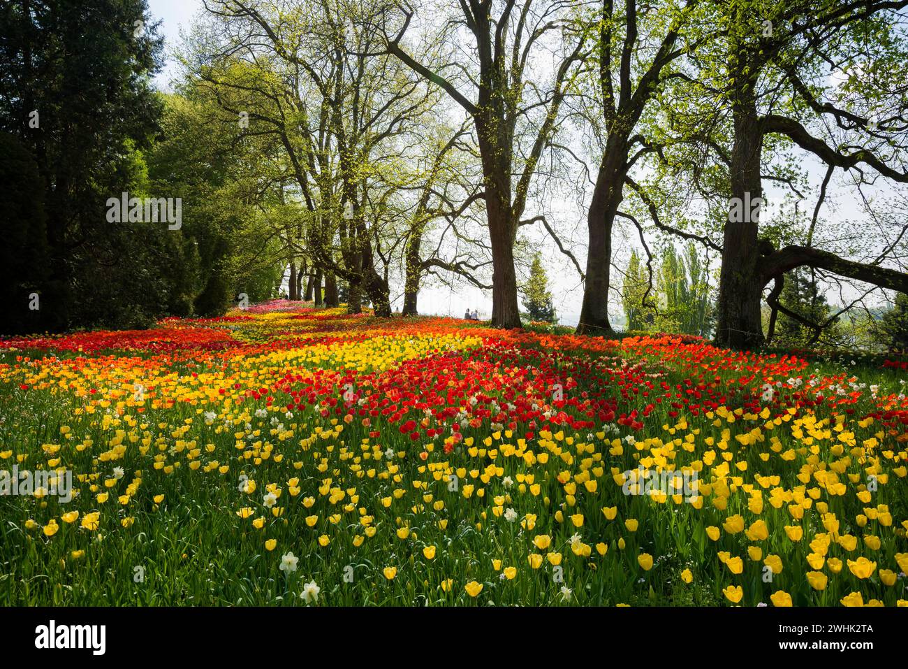 Park and flower meadow with colourful tulips, Mainau Island, Lake Constance, Baden-Wuerttemberg ...