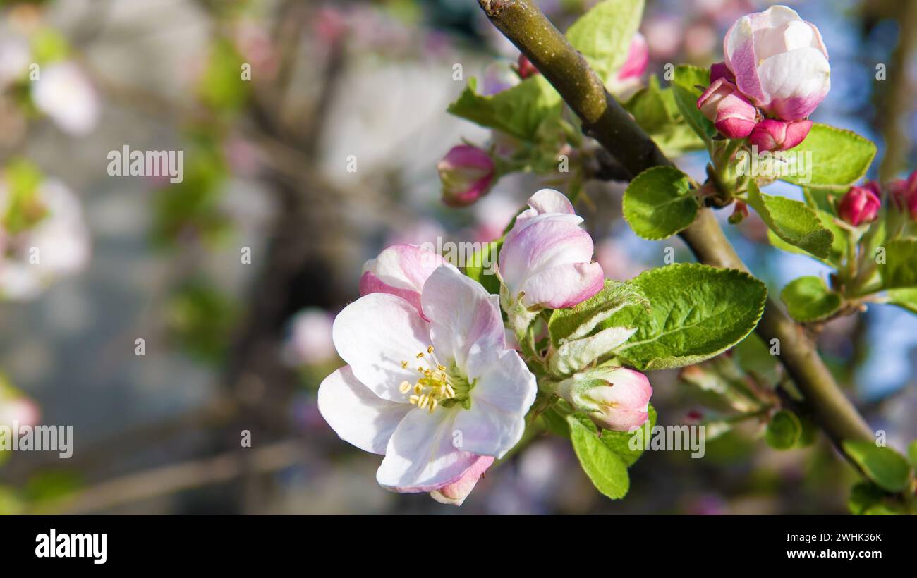 Apple leaflet hi-res stock photography and images - Alamy