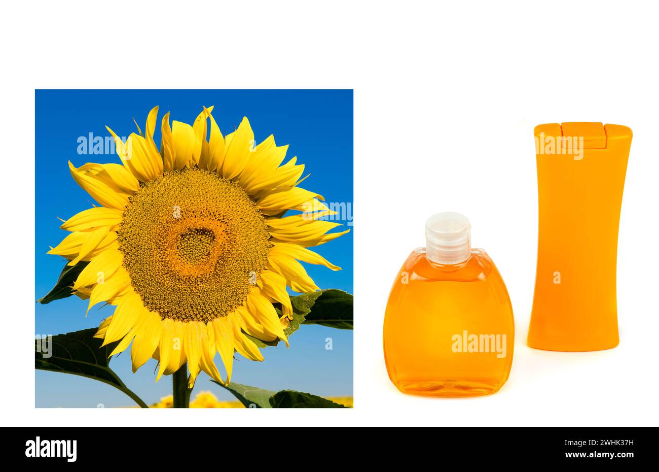 Skin care cosmetics with sunflower seed extract isolated on white ...