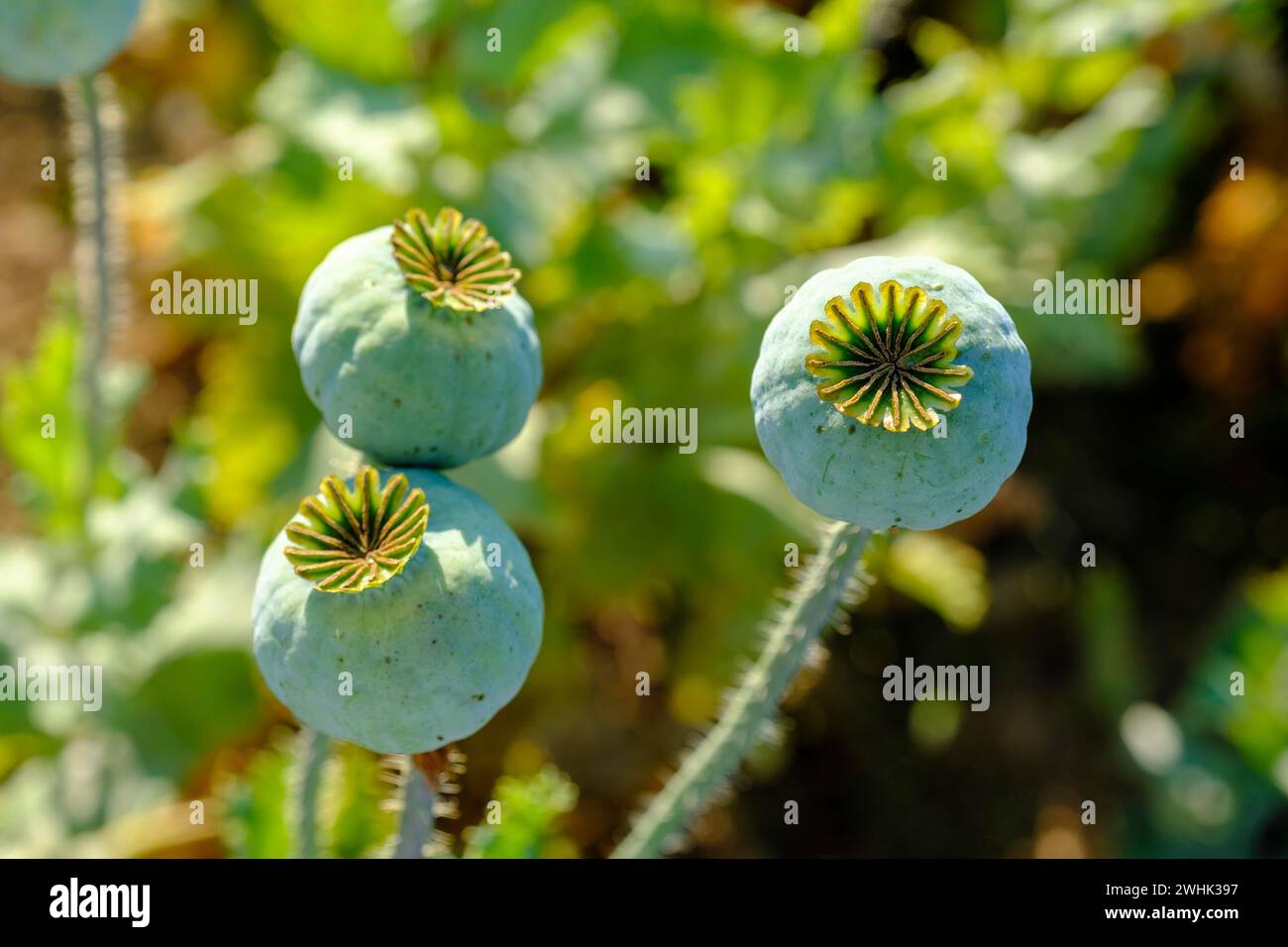 Poppy, (Papaver somniferum), poppy field, Waldviertel grey poppy, poppy ...