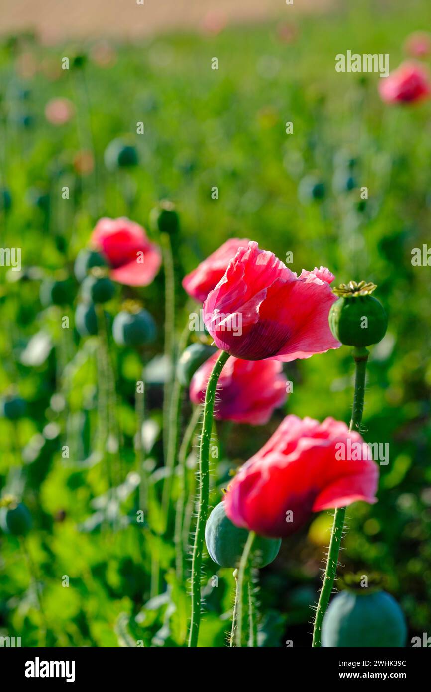 Poppy, (Papaver somniferum), poppy field, Waldviertel grey poppy, poppy ...