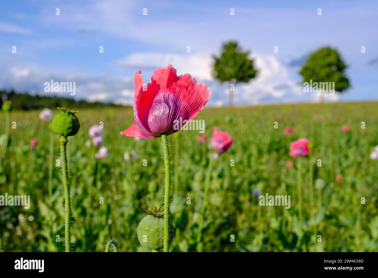 Poppy, (Papaver somniferum), poppy field, Waldviertel grey poppy, poppy ...