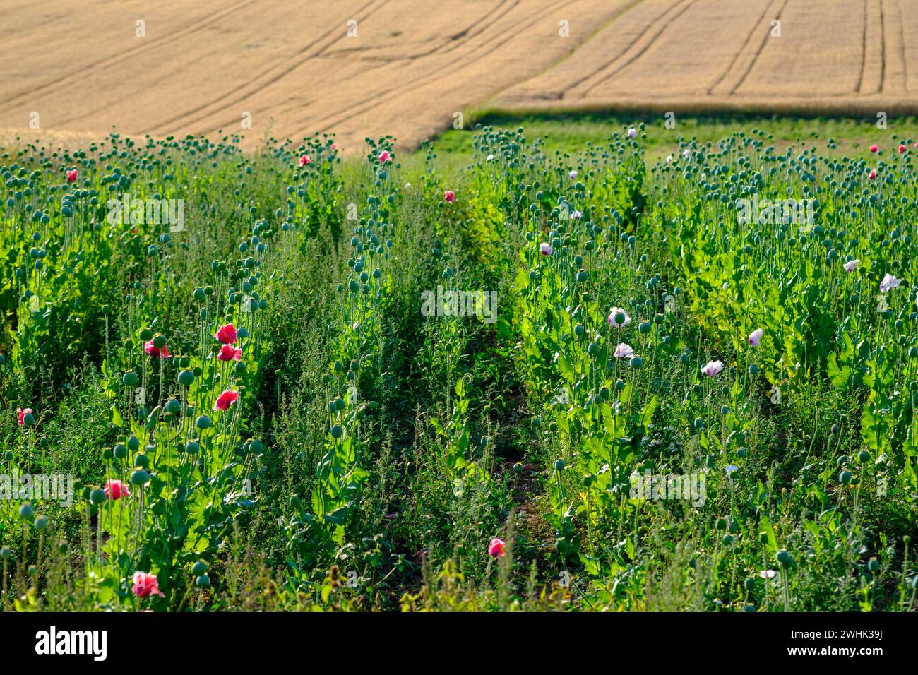 Poppy, (Papaver somniferum), poppy field, Waldviertel grey poppy, poppy ...