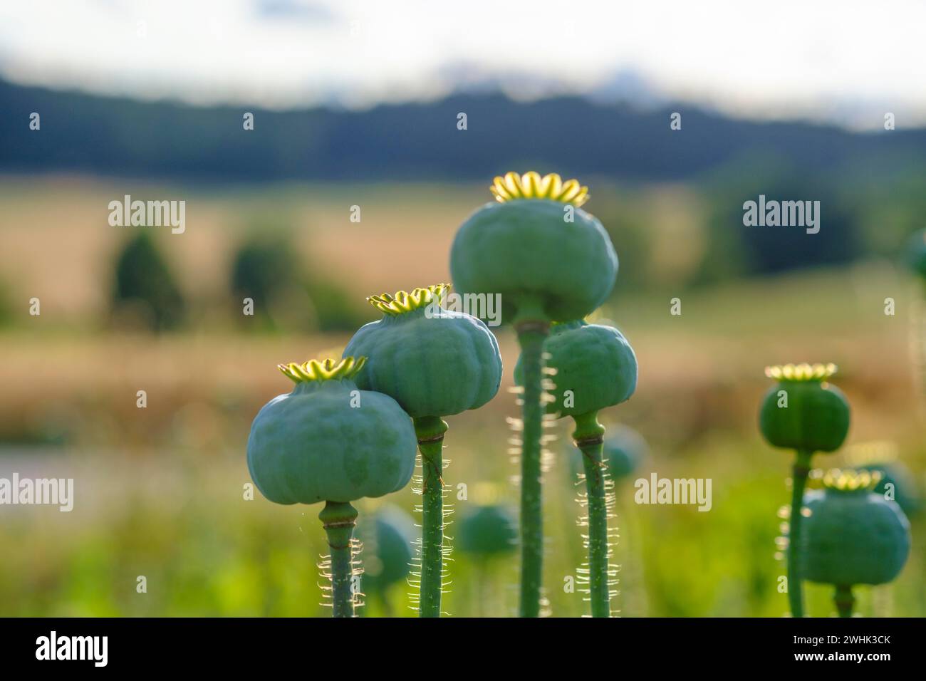 Poppy, (Papaver somniferum), poppy capsule, poppy field, Waldviertel ...