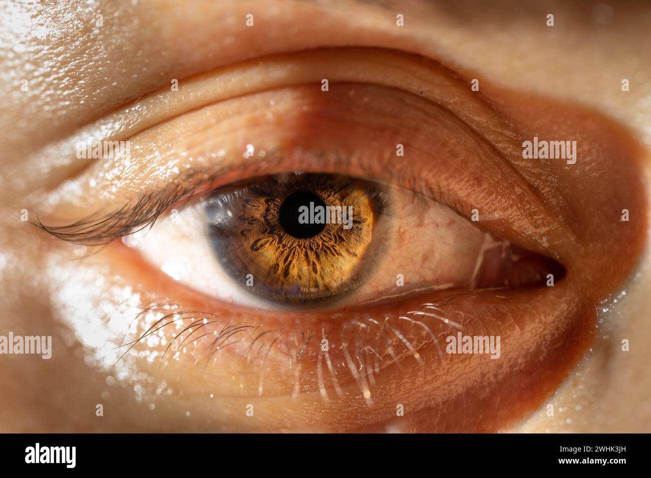 Description: Female Brown Colored Eye With Long Lashes Close Up ...