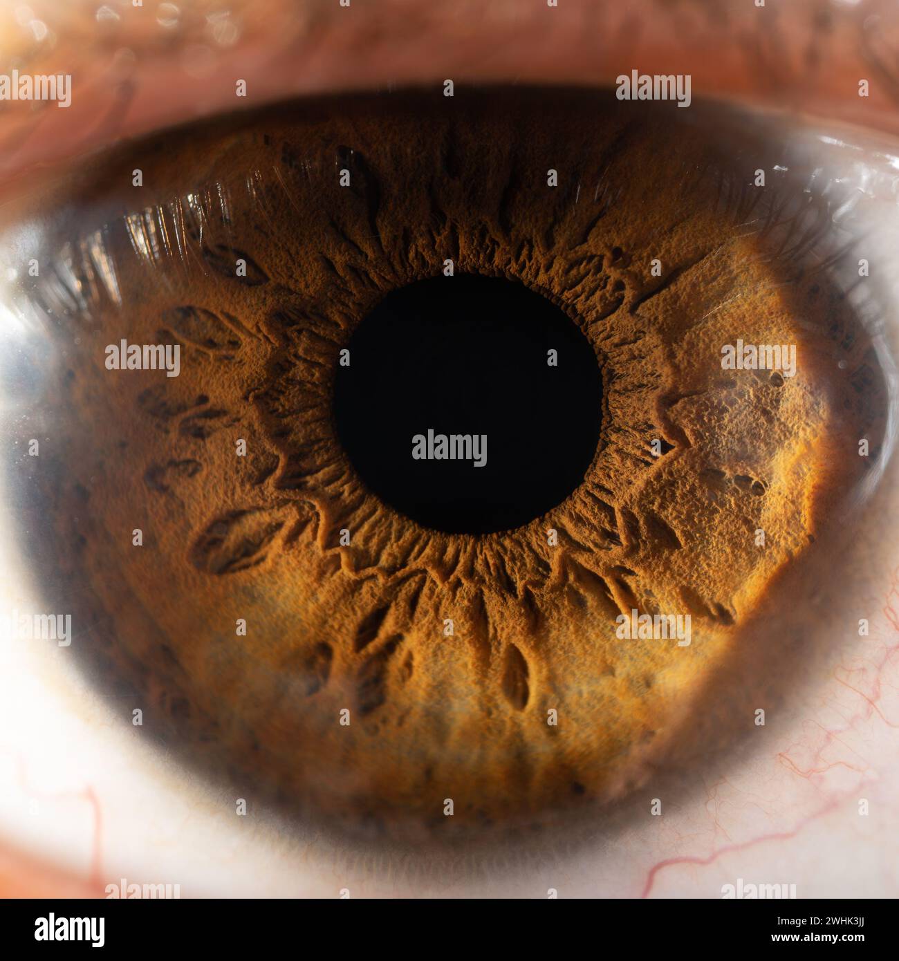 Musculus dilatator pupillae hi-res stock photography and images - Alamy