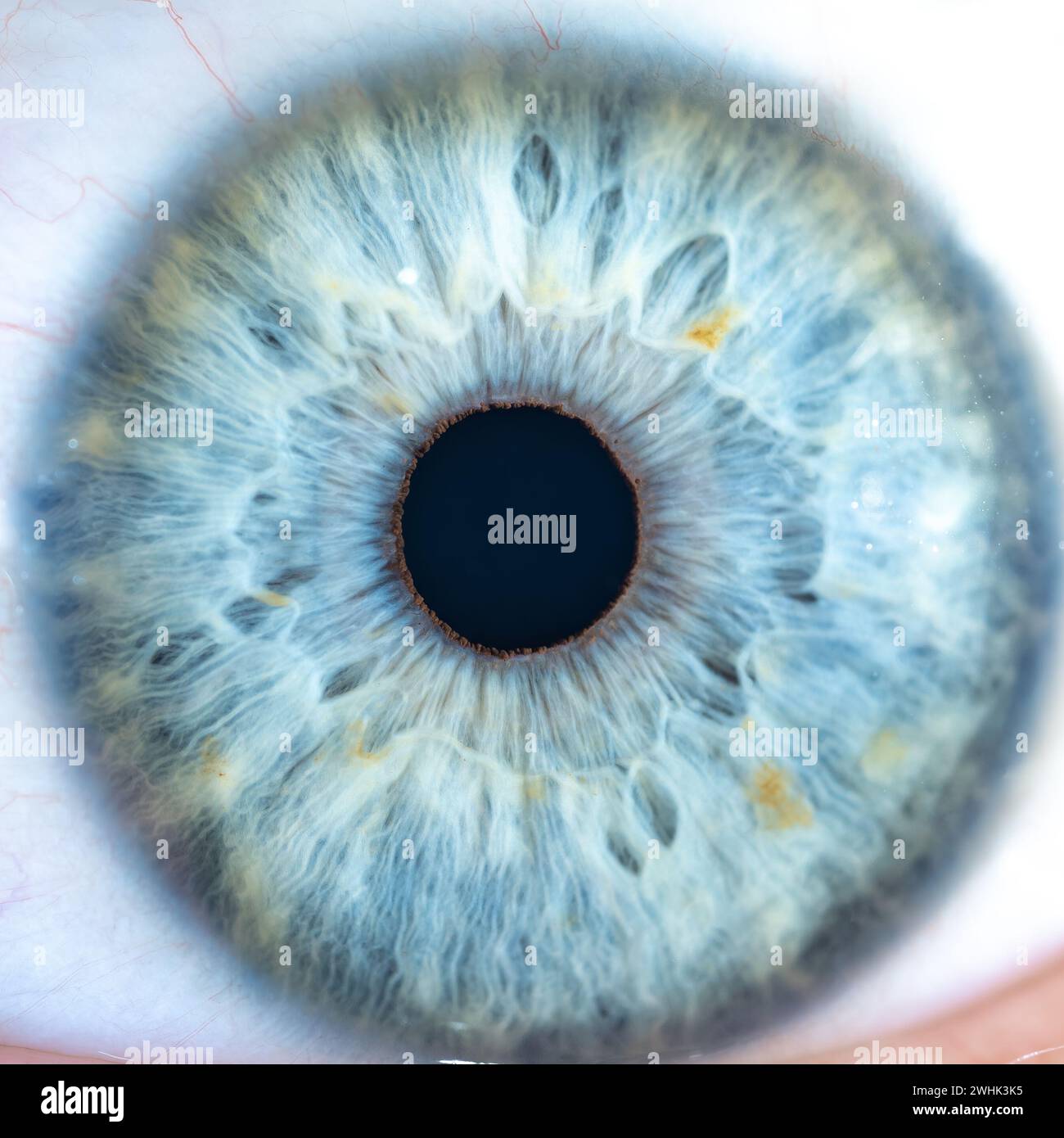 Description: Male Blue Colored Eye With Long Lashes Close Up ...