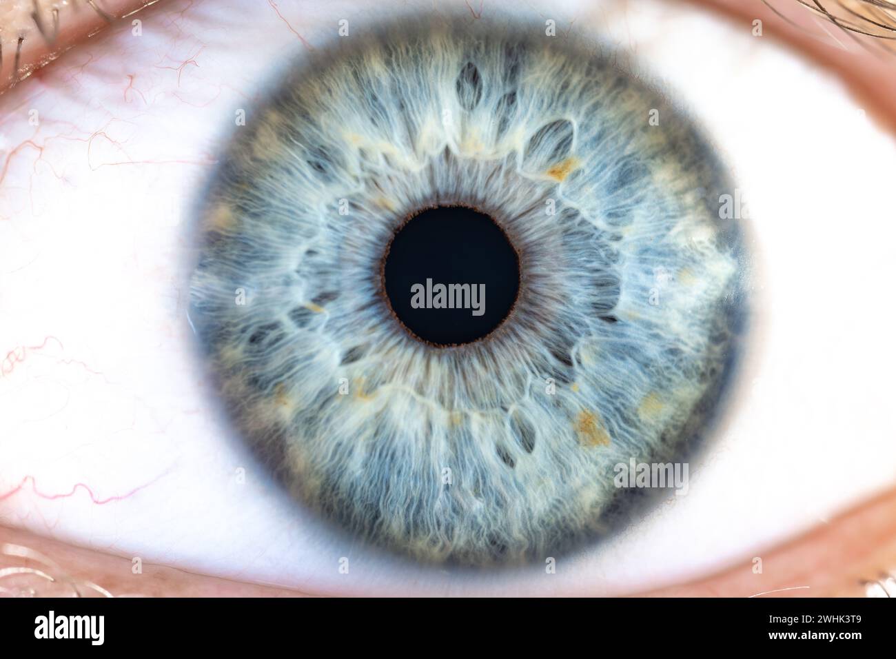 Description: Male Blue Colored Eye With Long Lashes Close Up ...