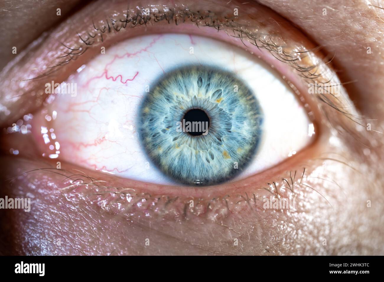 Description: Male Blue Colored Eye With Long Lashes Close Up ...