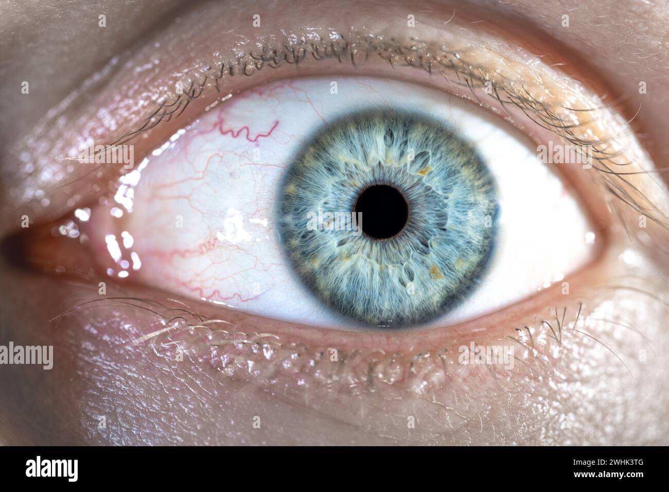 Description: Male Blue Colored Eye With Long Lashes Close Up ...