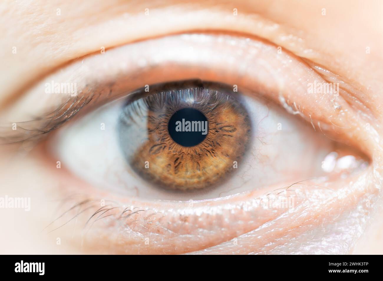 Description: Female Brown Colored Eye With Long Lashes Close Up ...