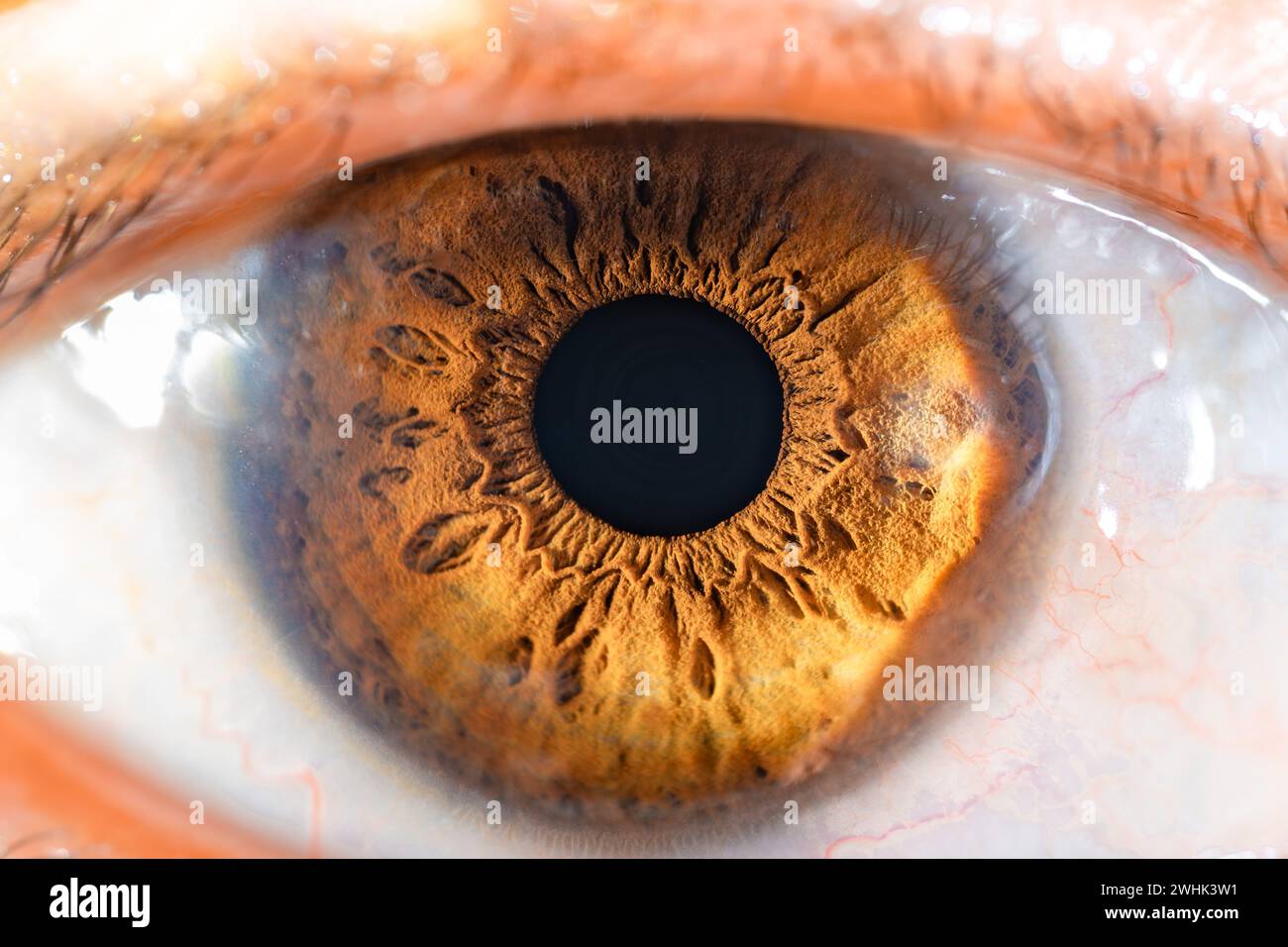 Description: Female Brown Colored Eye With Long Lashes Close Up ...