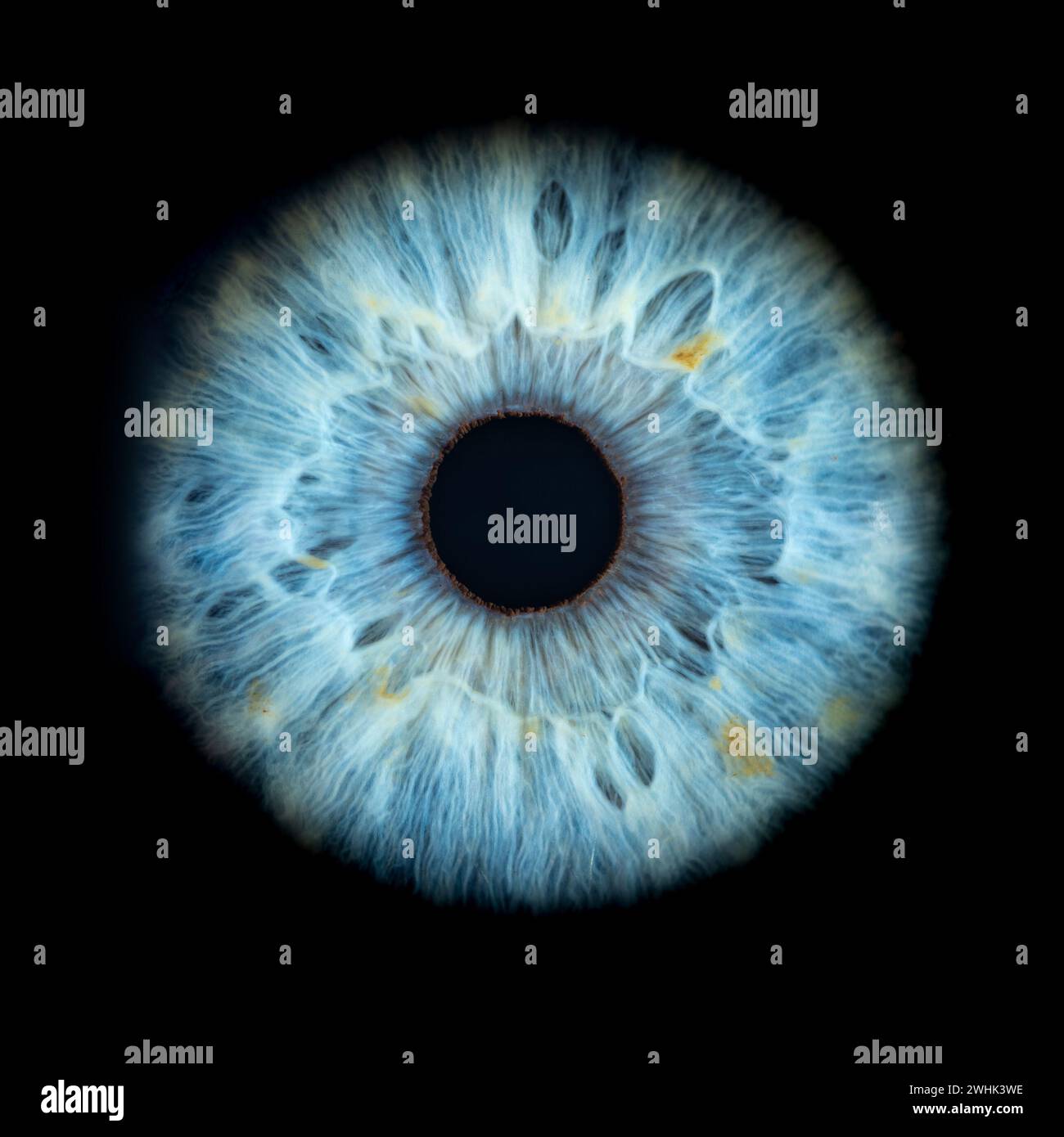 Description: Macro photo of human eye on black background. Close-up of ...