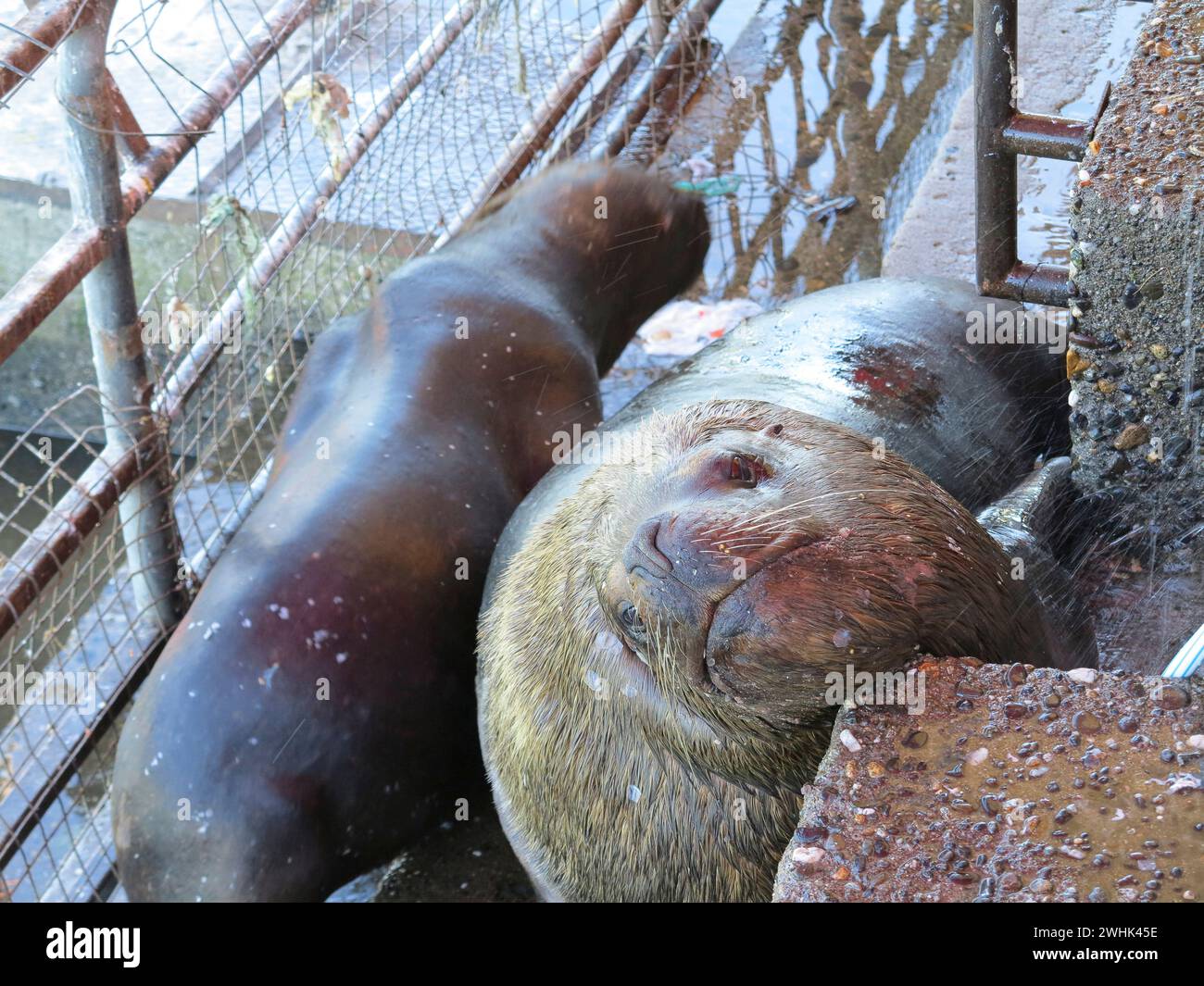 Valdivia chile lions hi-res stock photography and images - Alamy