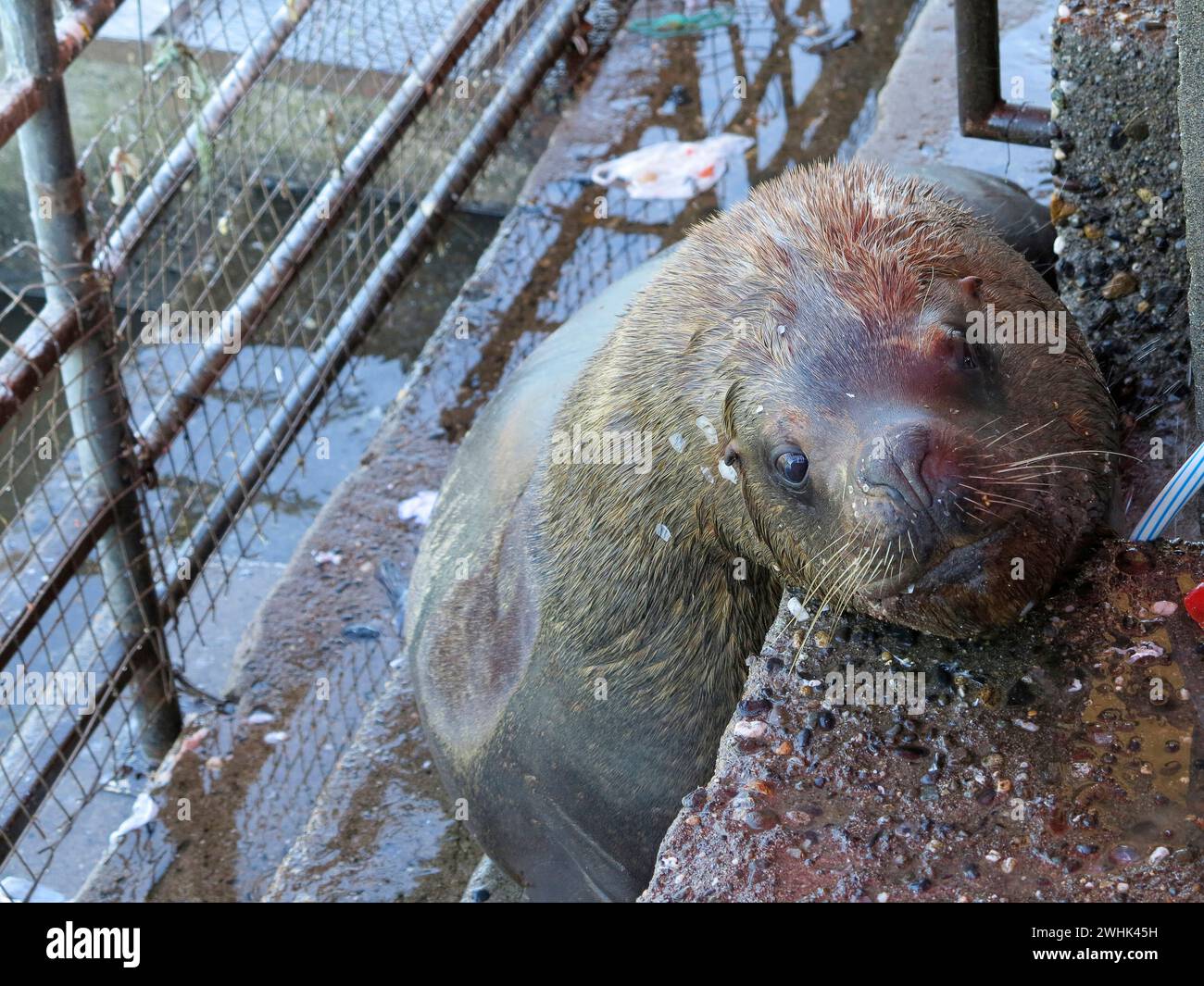 Valdivia chile lions hi-res stock photography and images - Alamy