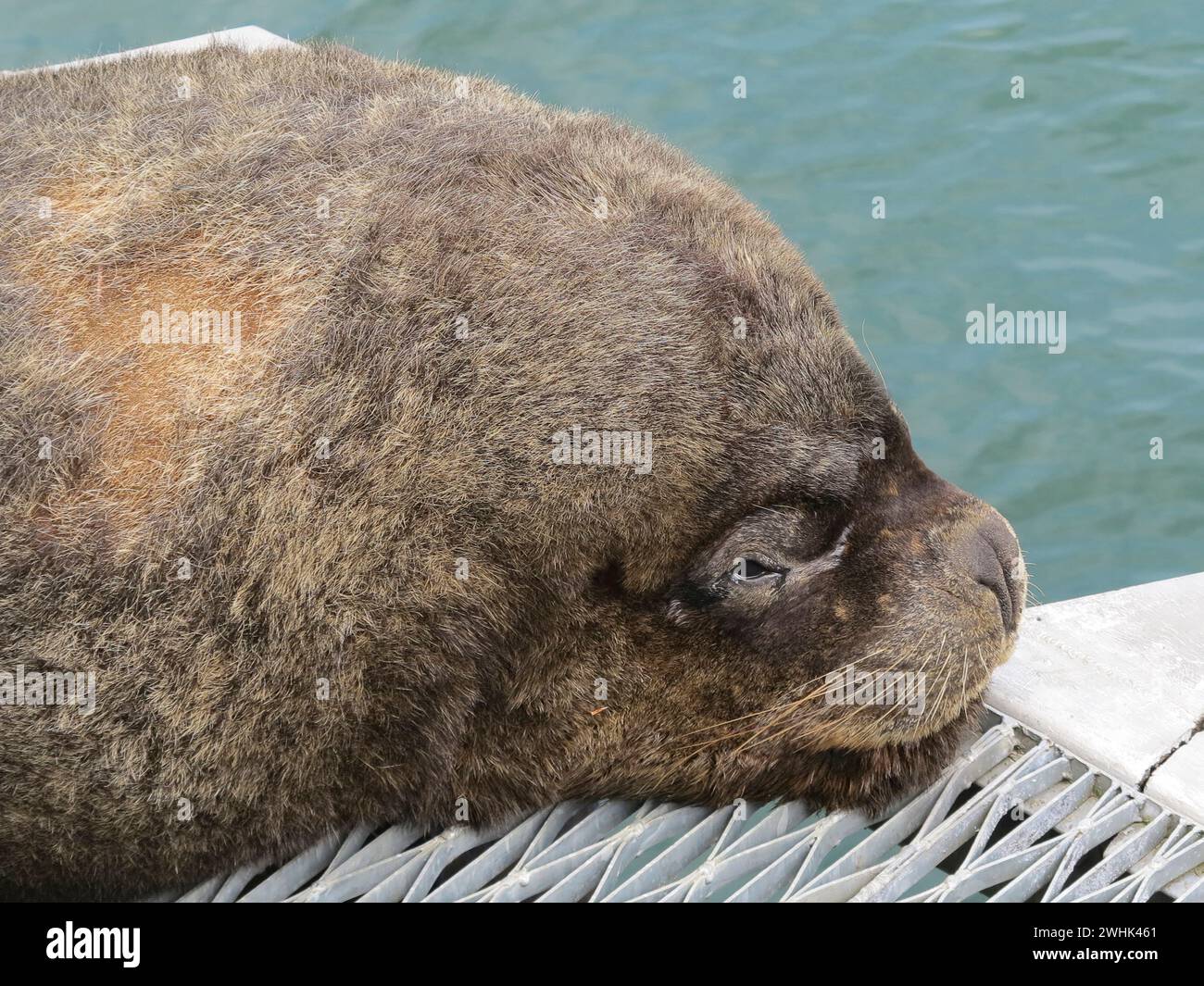 Valdivia chile lions hi-res stock photography and images - Alamy