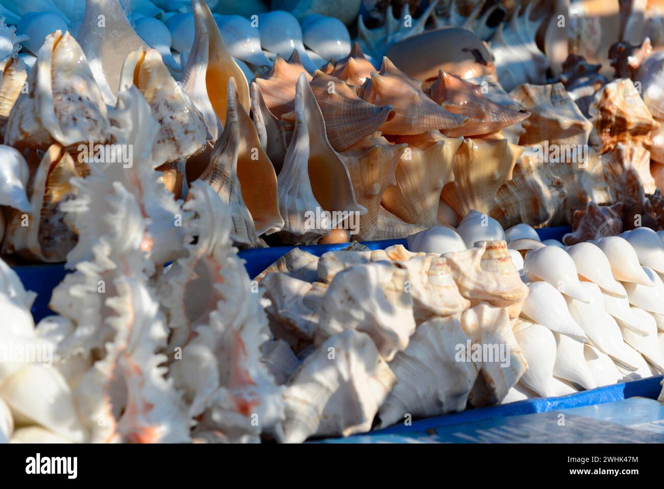 Shells, stall, Kanyakumari or Kanniyakumari, southernmost village of ...