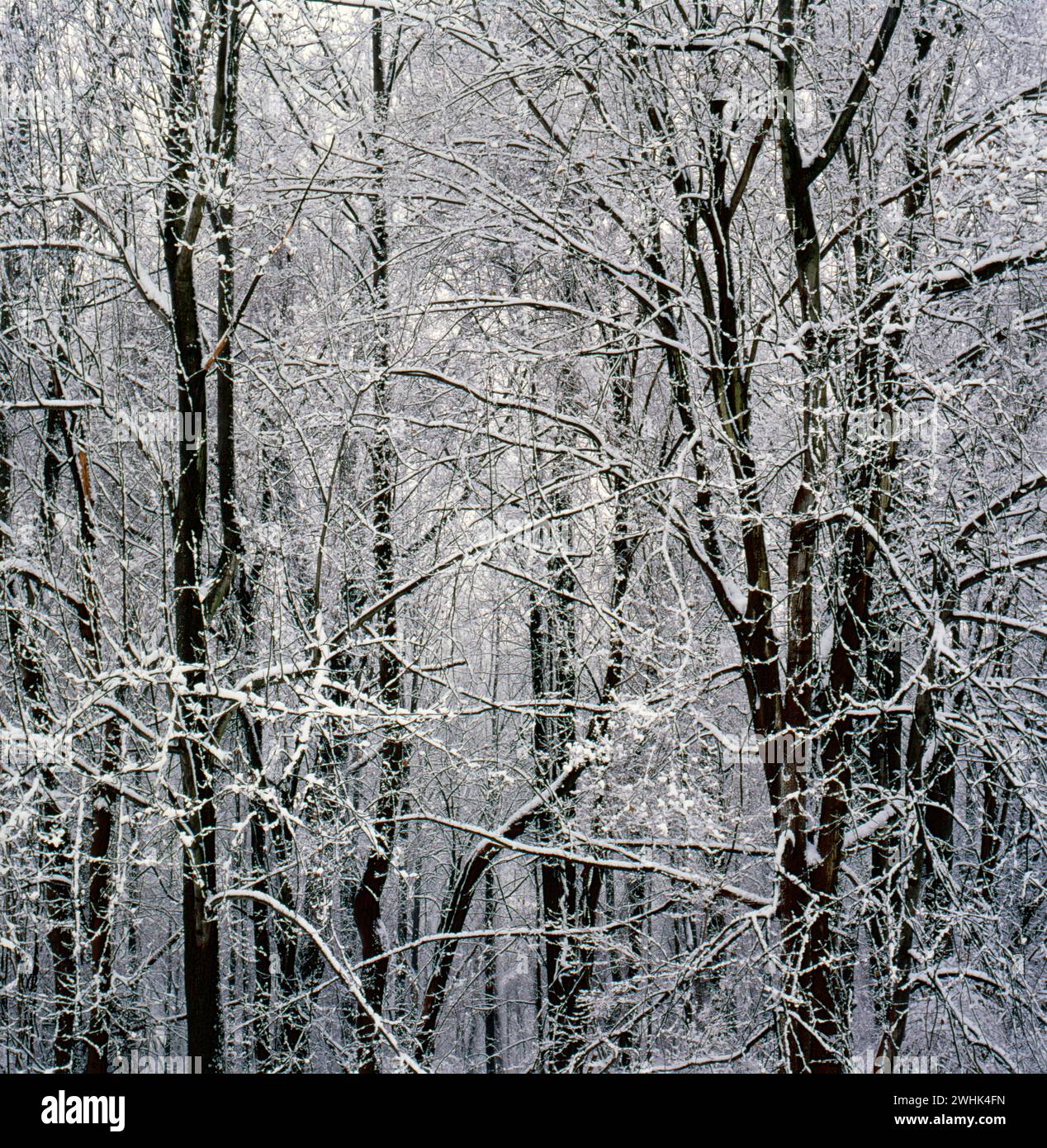 Wet March snowfall colors the forest; Ohiopyle State Park; Pennsylvania ...