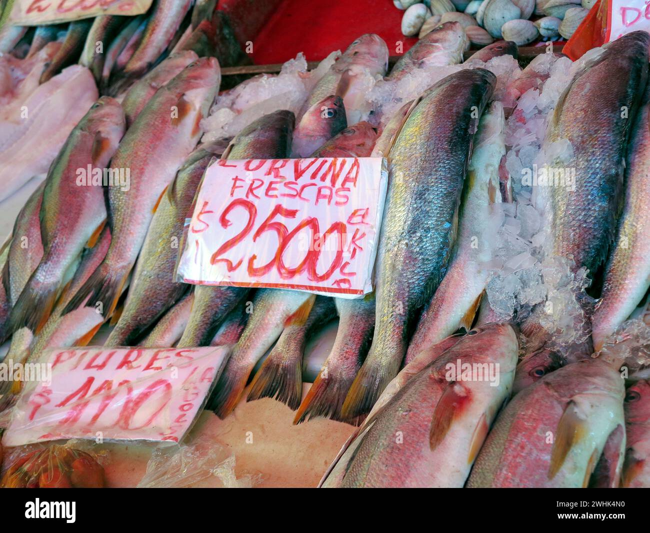 Corvina fish hi-res stock photography and images - Alamy
