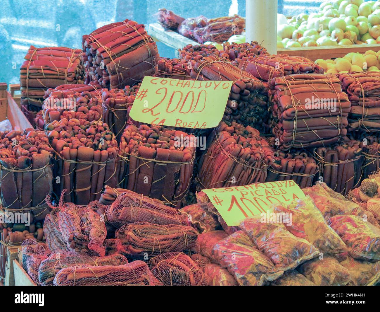 Durvillaea antarctica, commonly known as cochayuyo, is a large, robust ...