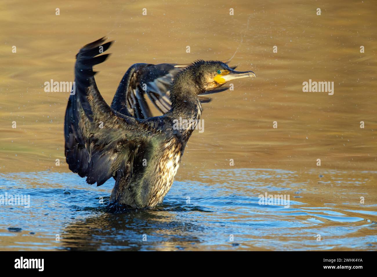Cormorant spreading wings hi-res stock photography and images - Alamy