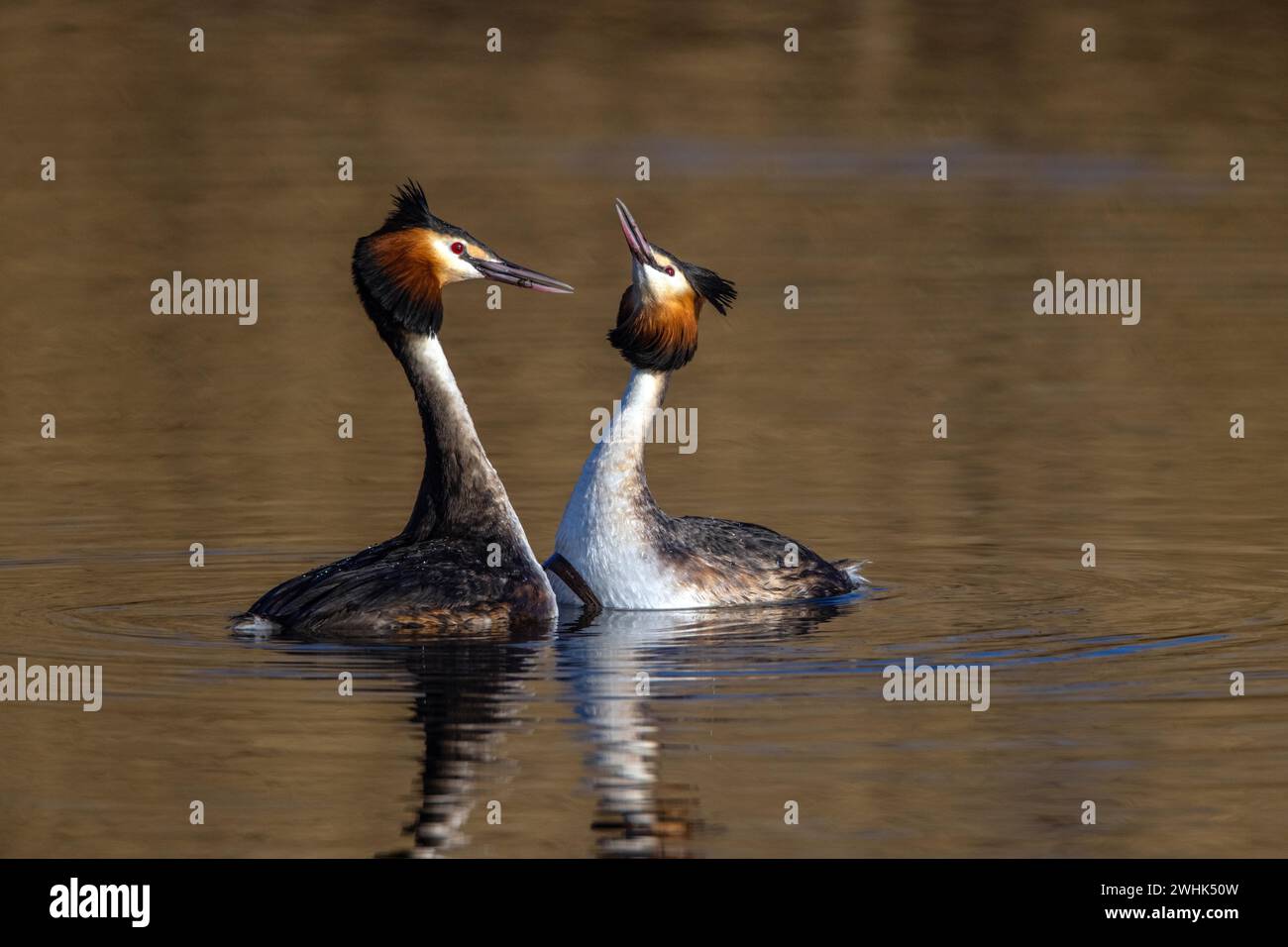 Great grebe display hi-res stock photography and images - Alamy