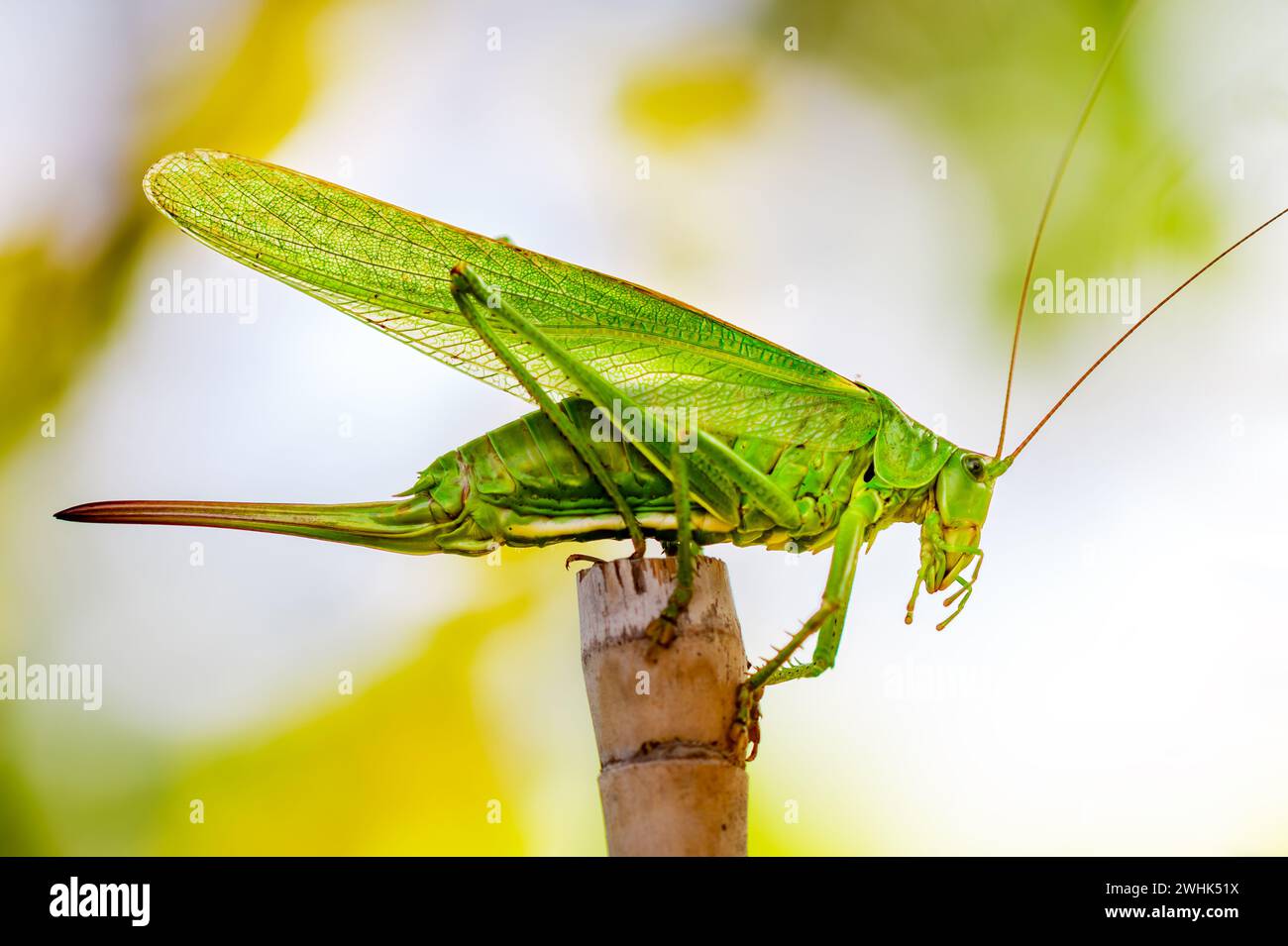 Tettigonia viridissima. Great green bush-cricket. Female Nymph sitting ...