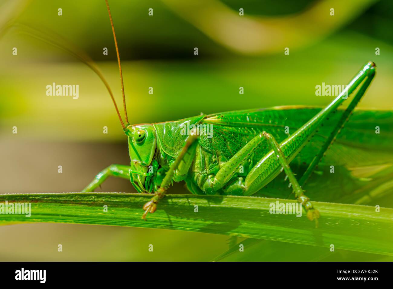 Tettigonia viridissima. Great green bush-cricket. Female Nymph sitting ...