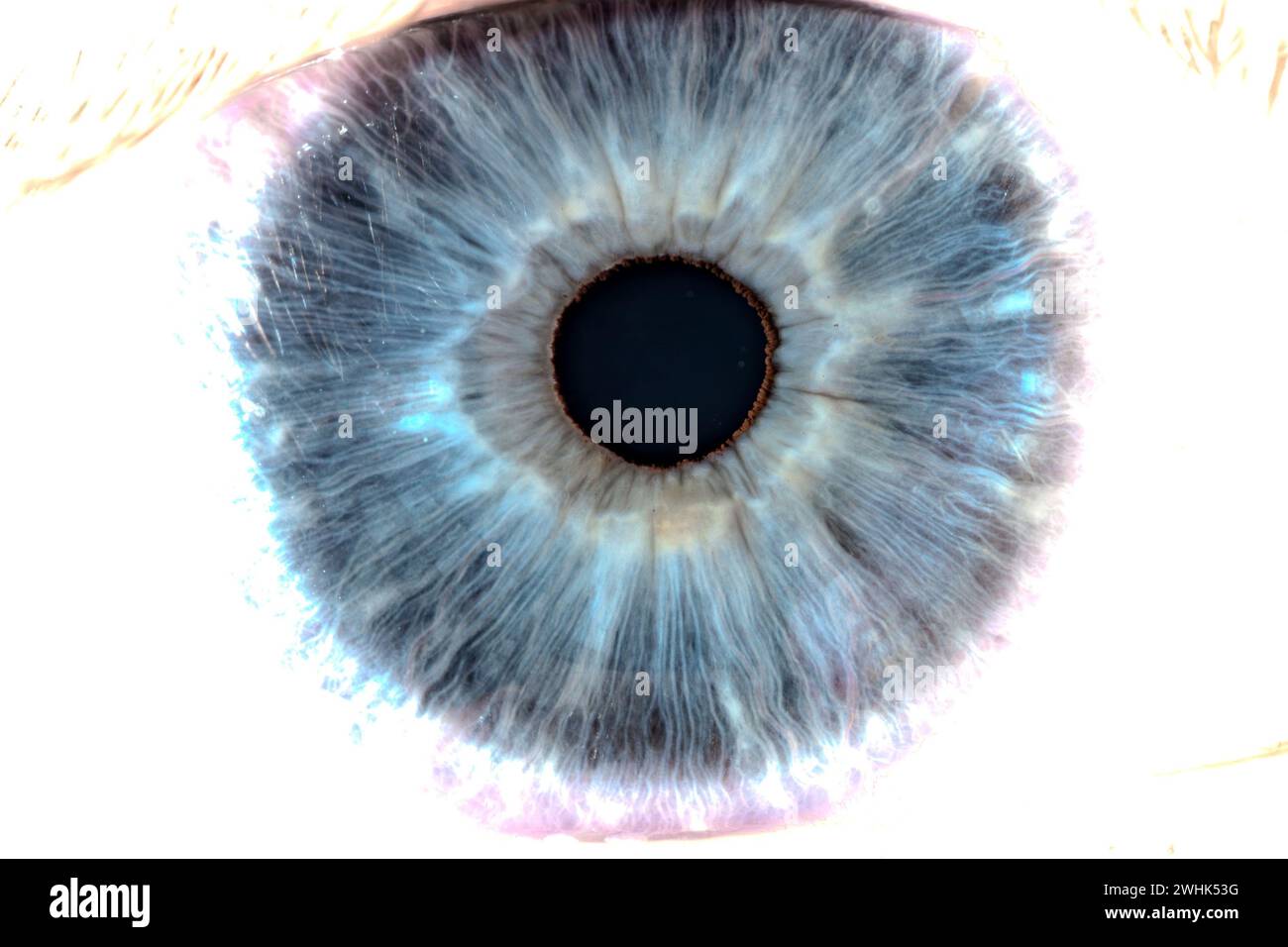 Description: Male Blue Colored Eye With Long Lashes Close Up ...