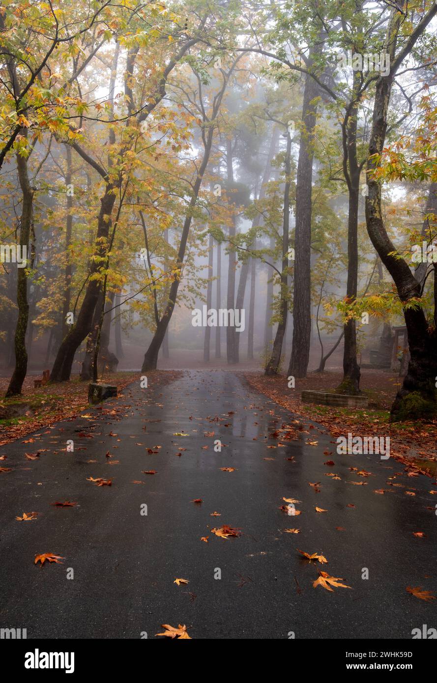 Empty road in autumn with trees and leaves on the ground after rain ...
