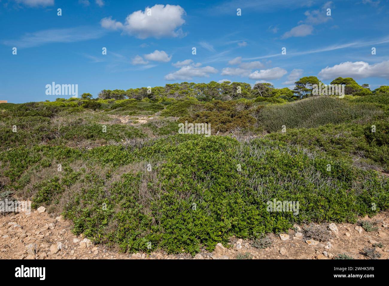 Mediterranean forest and scrub Stock Photo - Alamy