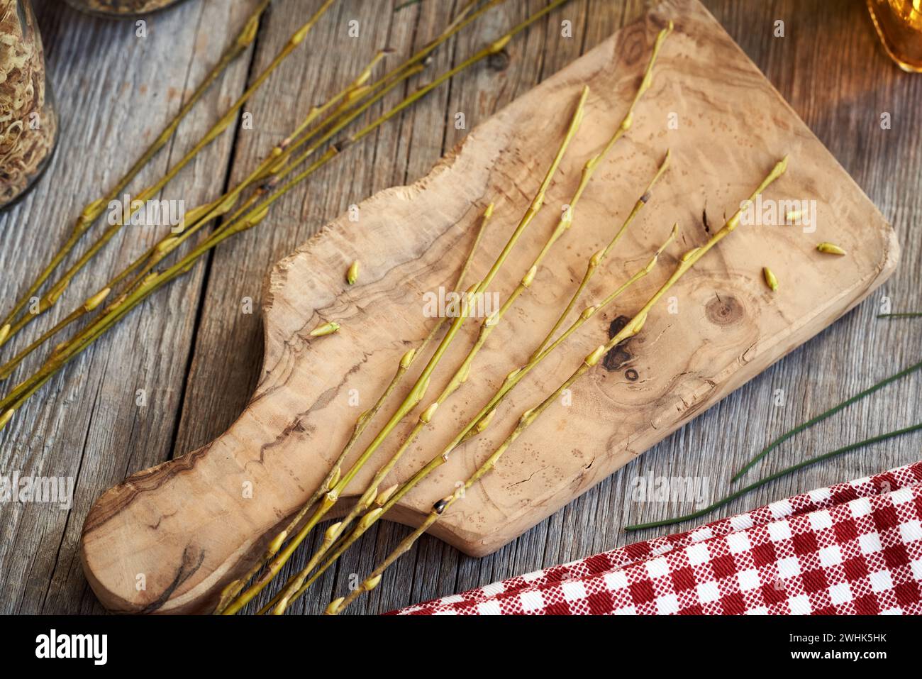 Young fresh willow branches with buds harvested in early spring ...