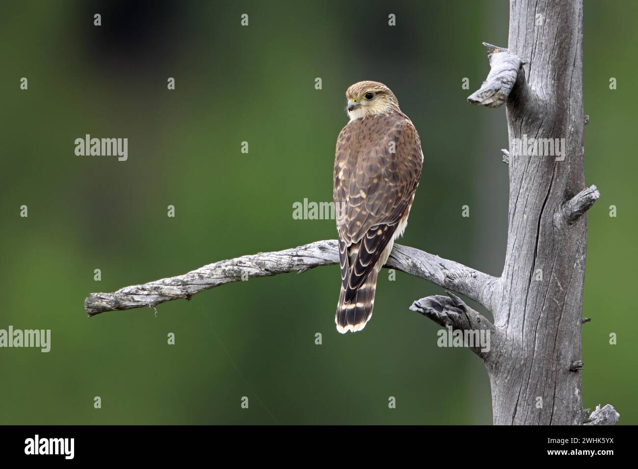 Merlin falcons hi-res stock photography and images - Alamy