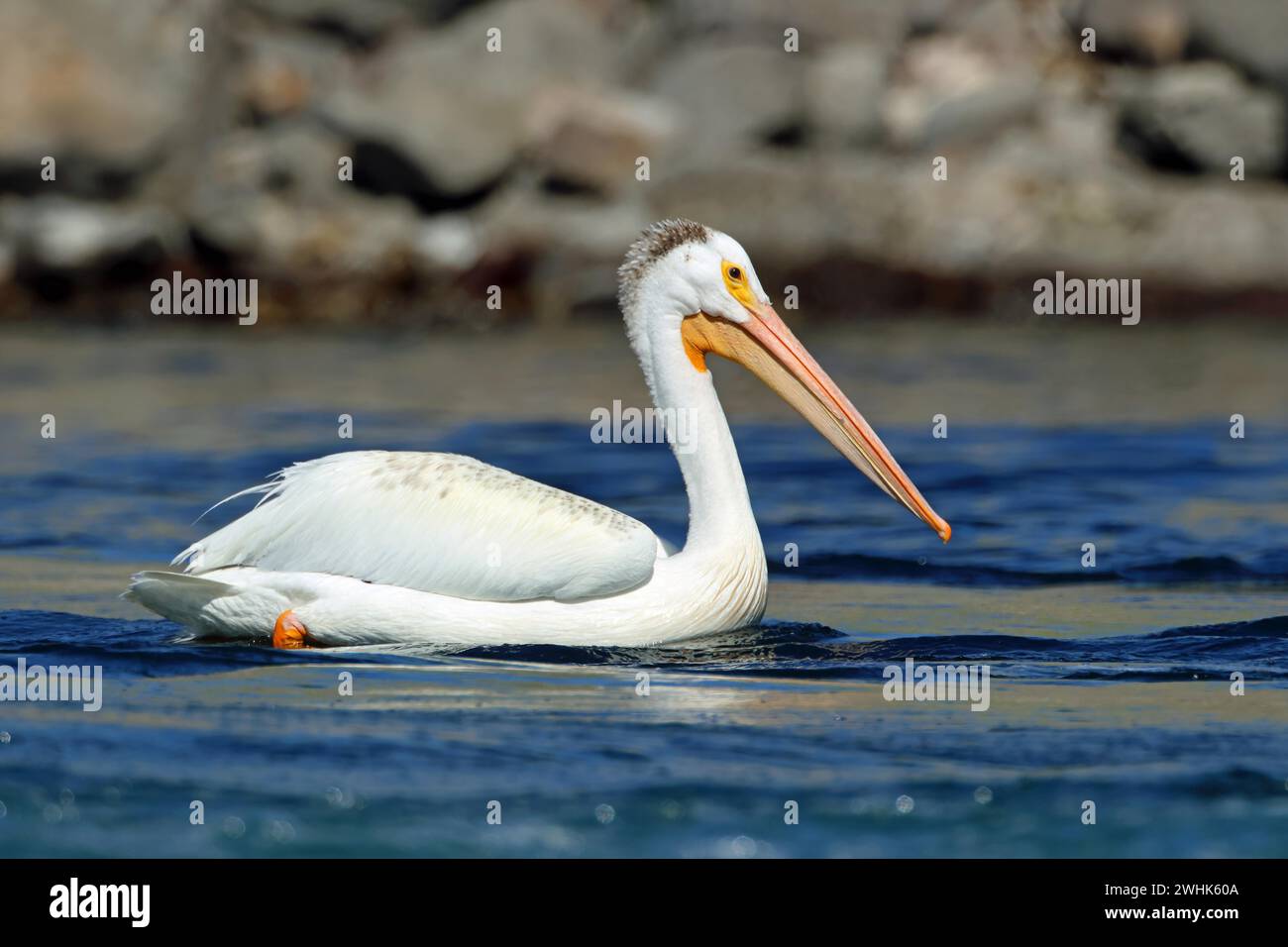 Natural pelican hi-res stock photography and images - Alamy