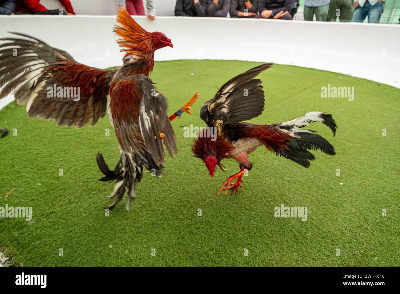 Gallos de pelea Stock Photo - Alamy