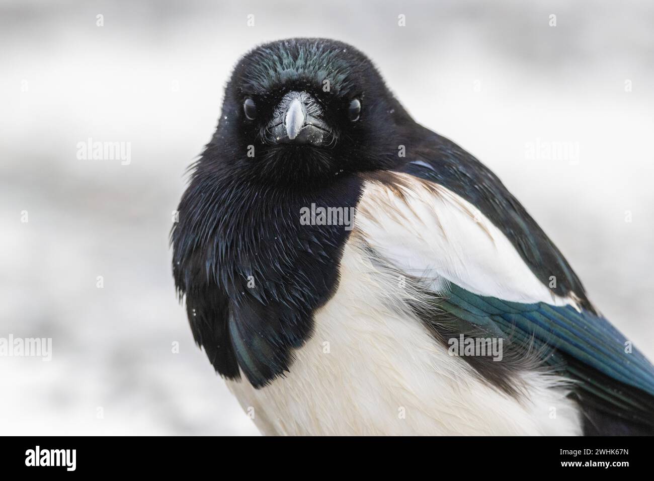 Magpie photography hi-res stock photography and images - Alamy