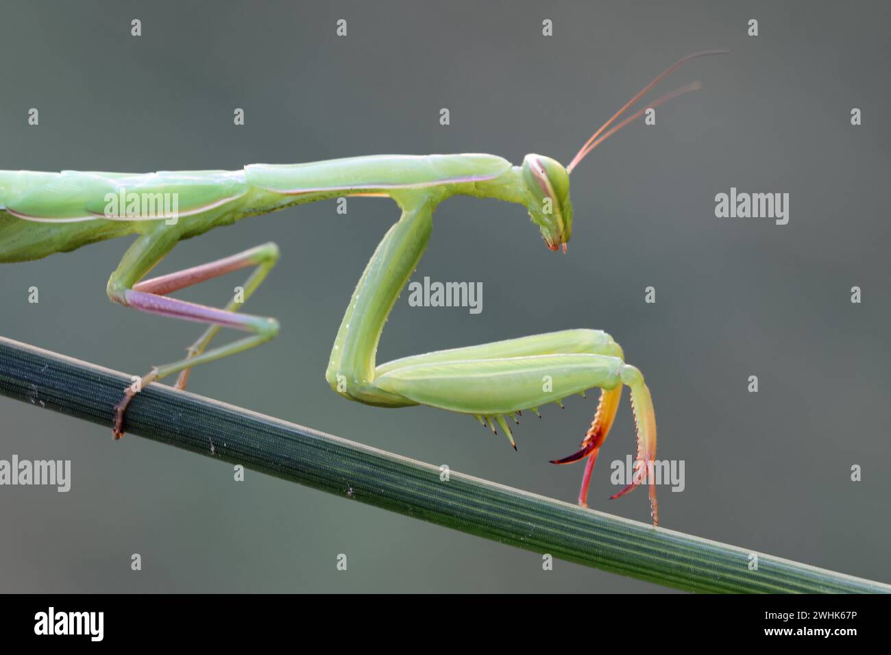Praying mantis, USA Stock Photo - Alamy