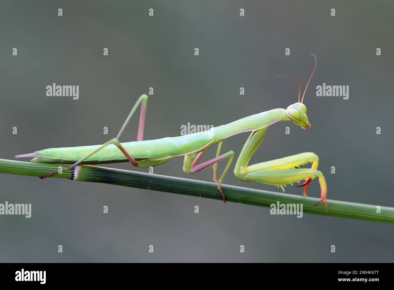 American mantis hi-res stock photography and images - Alamy