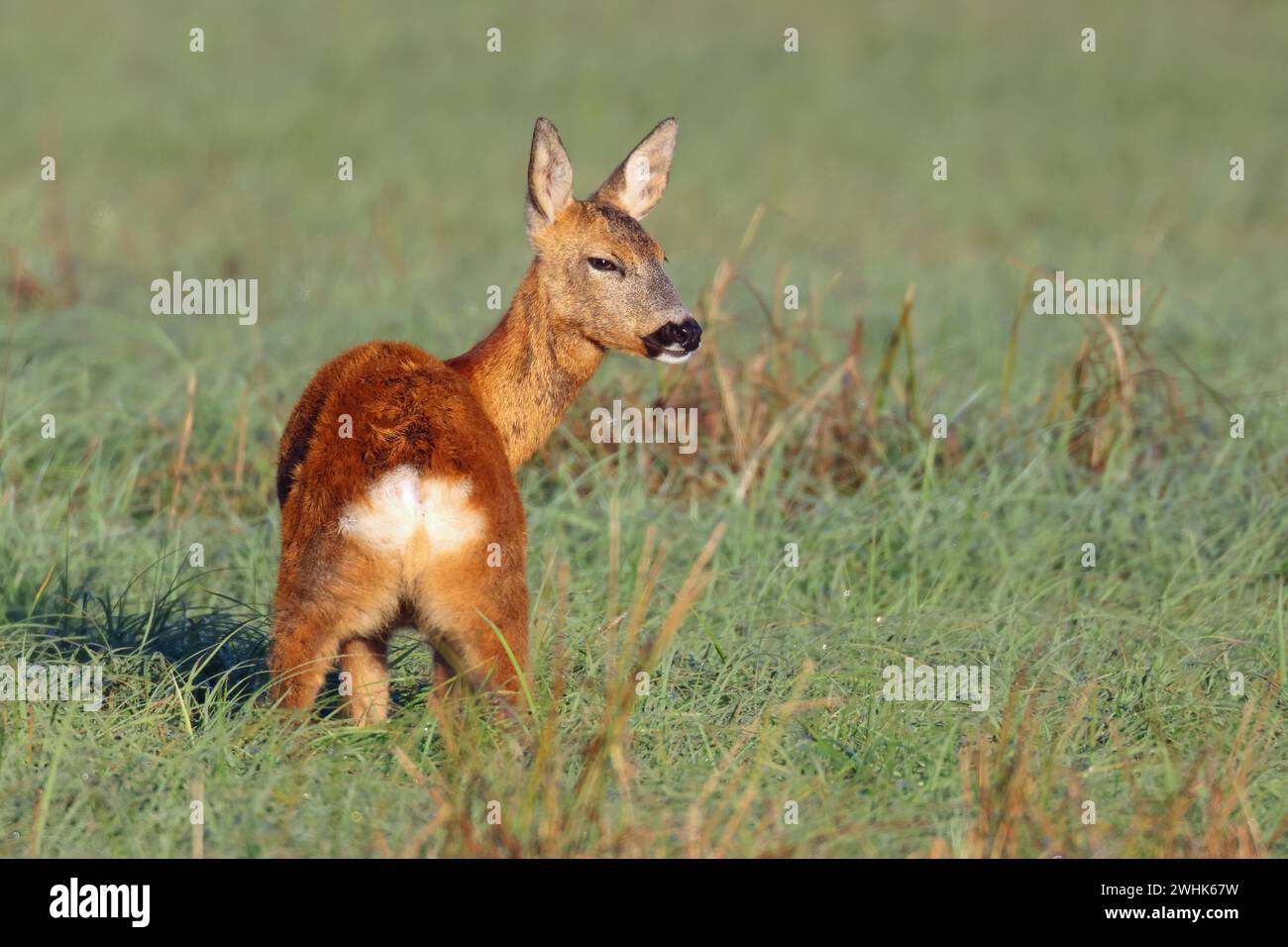 Deer of the world hi-res stock photography and images - Alamy