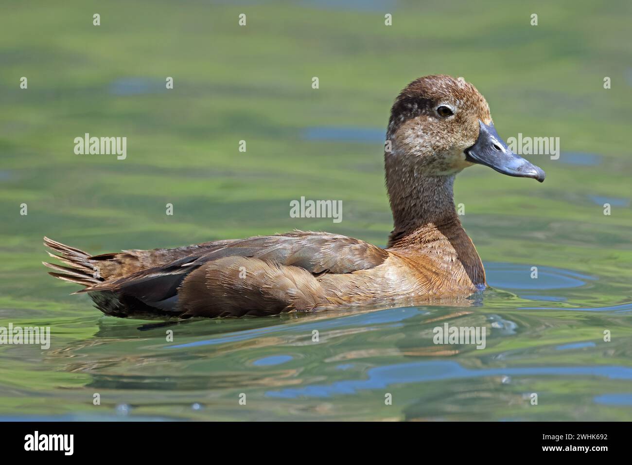 Ring billed duck hi-res stock photography and images - Alamy