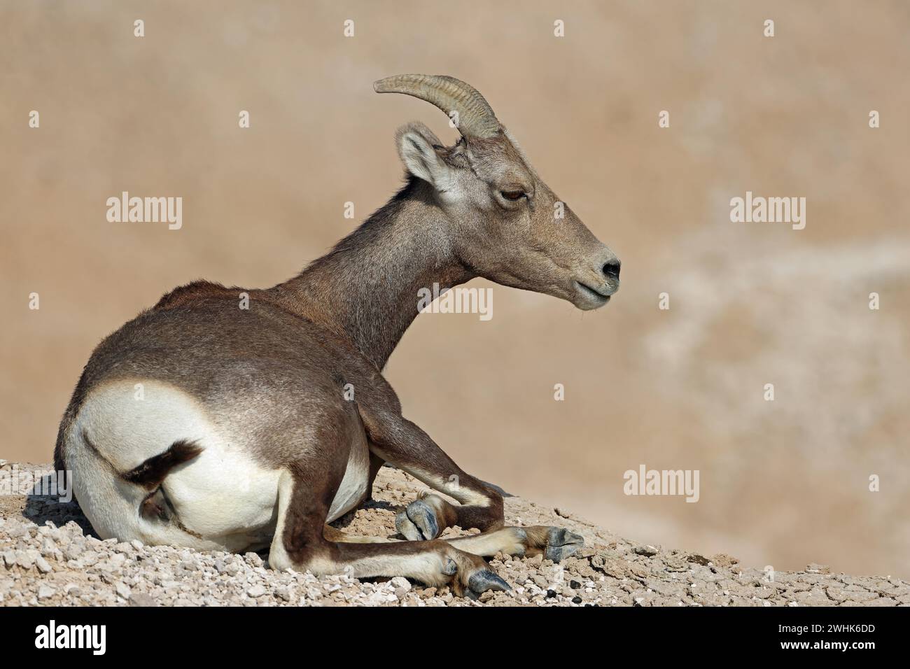 North american sheep hi-res stock photography and images - Alamy