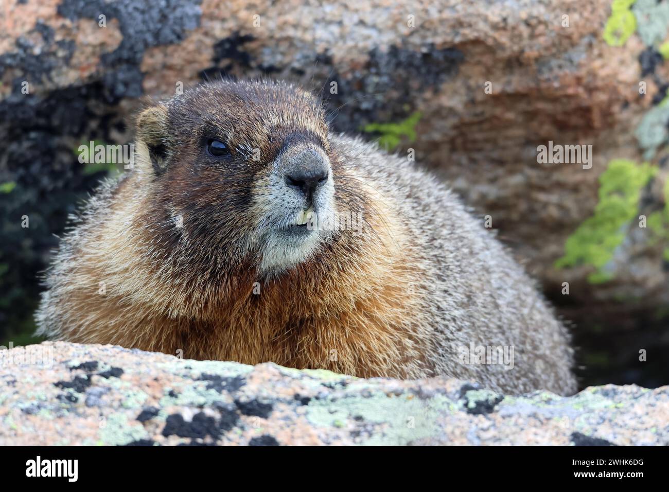 North american marmot hi-res stock photography and images - Alamy